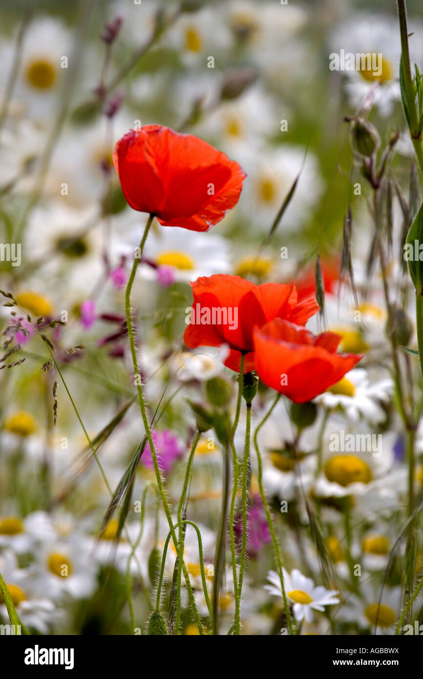 Wild Flowers on Cranborne Chase in June Stock Photo - Alamy