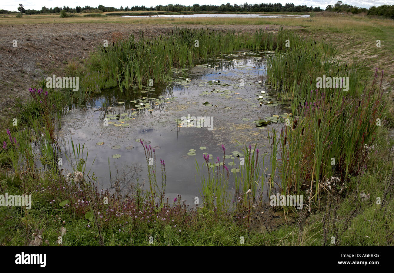 View across wildlife pond @ the Yorkshire Wildlife Trust's North Cave ...
