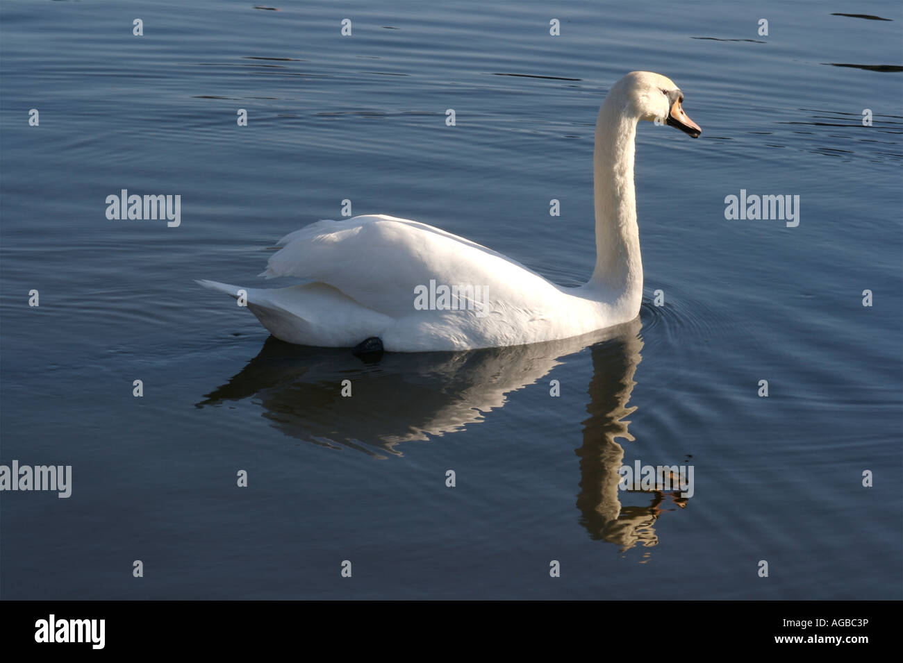 A Swan in the Sunlight on Godstone Pond, surrey Stock Photo - Alamy