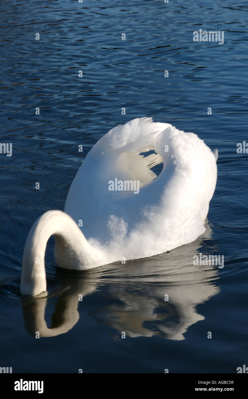 A Swan Searching for Food on Godstone Pond, Godstone Village, Surrey ...