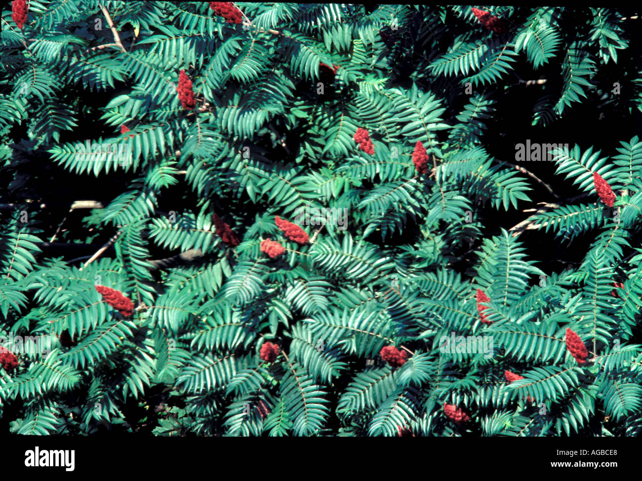 Plant Sumac Smooth Stock Photo - Alamy