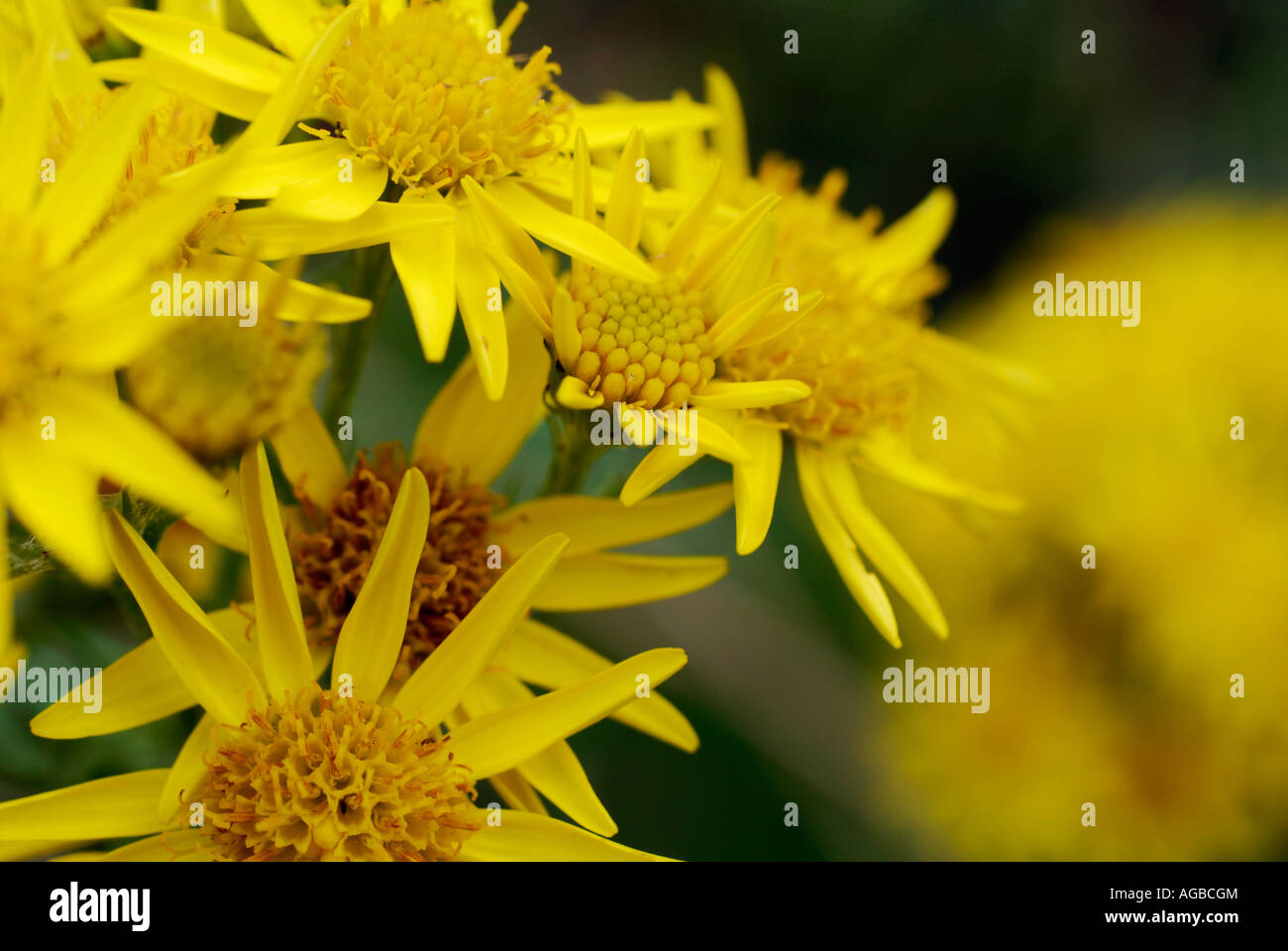 Ragwort hi-res stock photography and images - Alamy