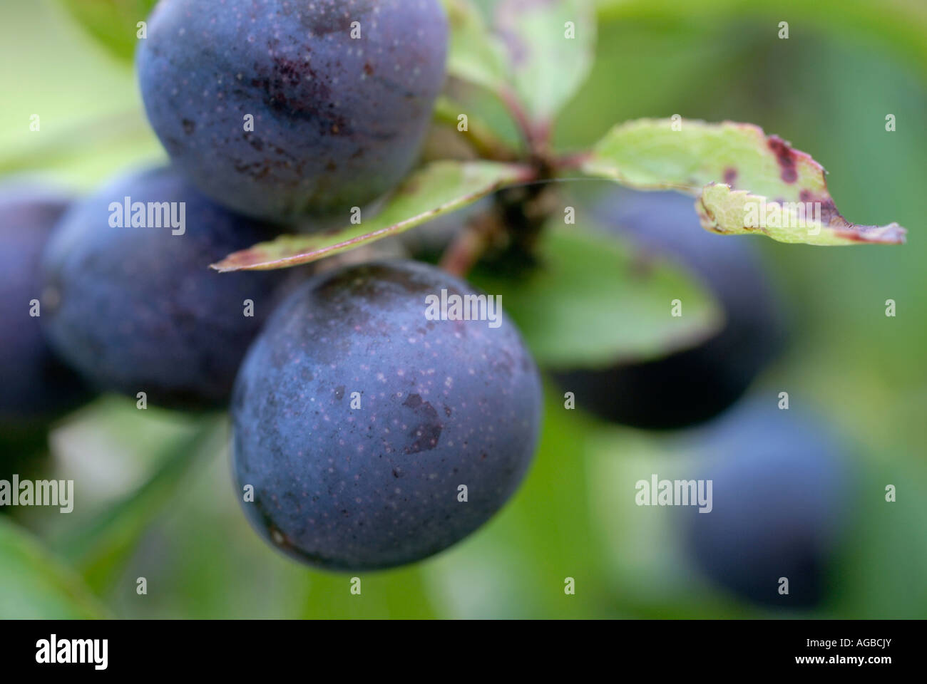 Sloe berries sloes hi-res stock photography and images - Alamy