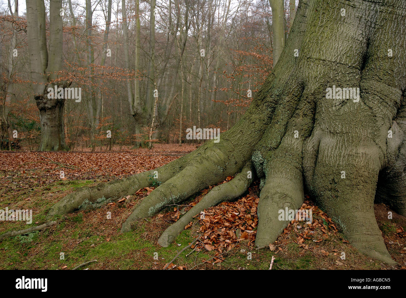 Epping Forest, tree stump Stock Photo - Alamy