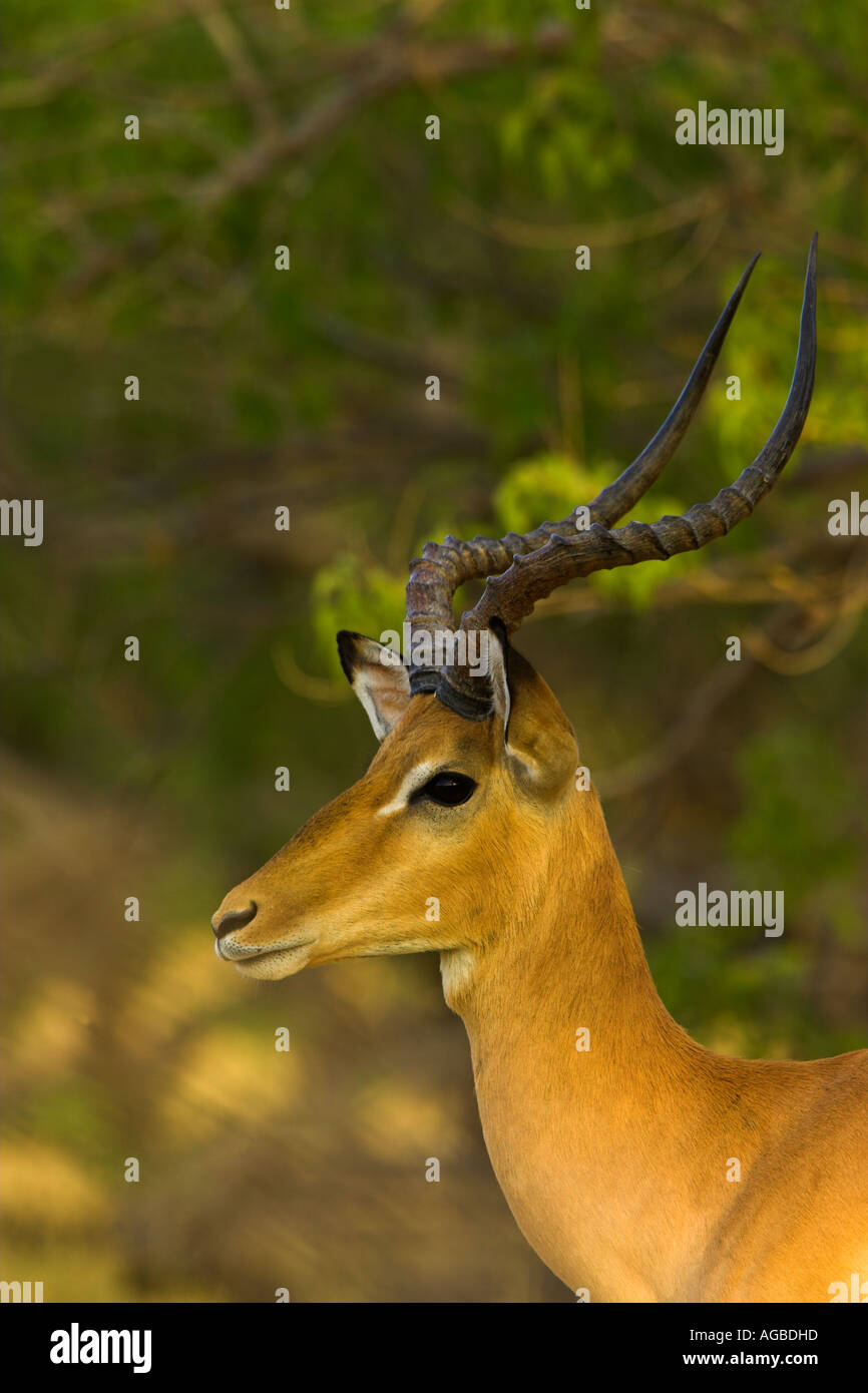 Impala aepyceros melampus stands hi-res stock photography and images ...