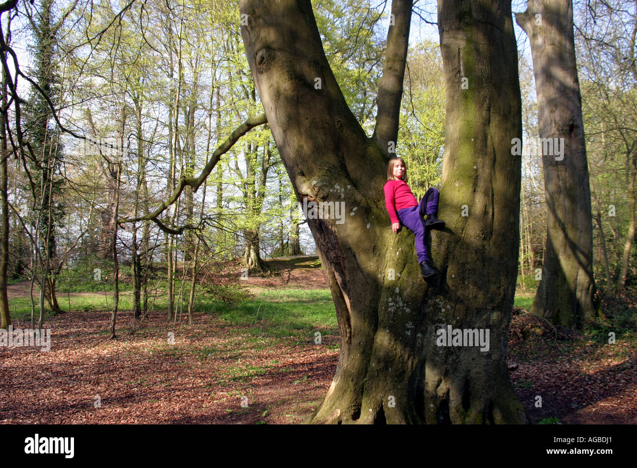 Young girl sitting on the branch of a tree Stock Photo - Alamy