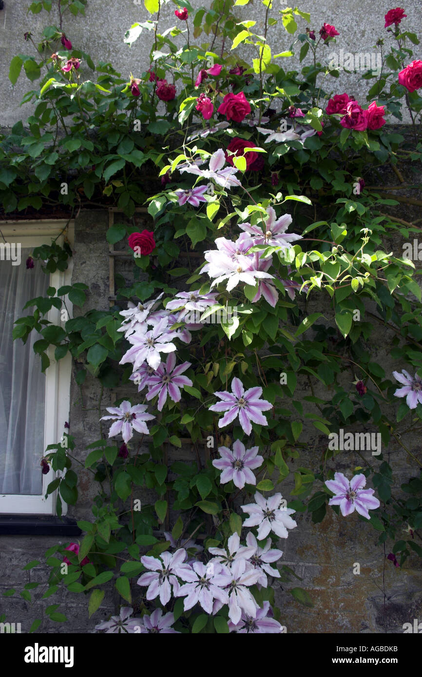 Clematis by window Stock Photo - Alamy