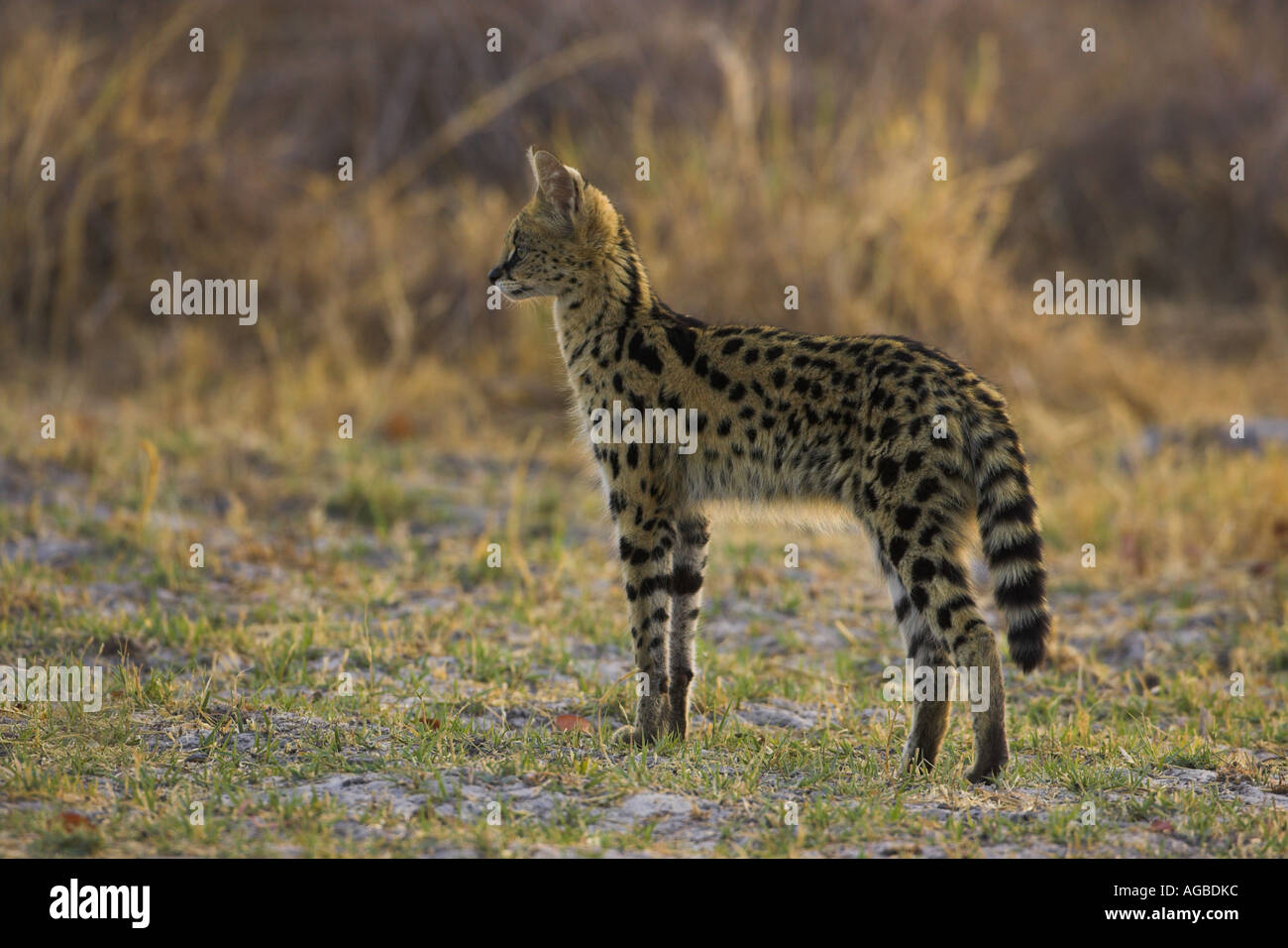 Serval hunting for small rodents Serval felis Stock Photo - Alamy