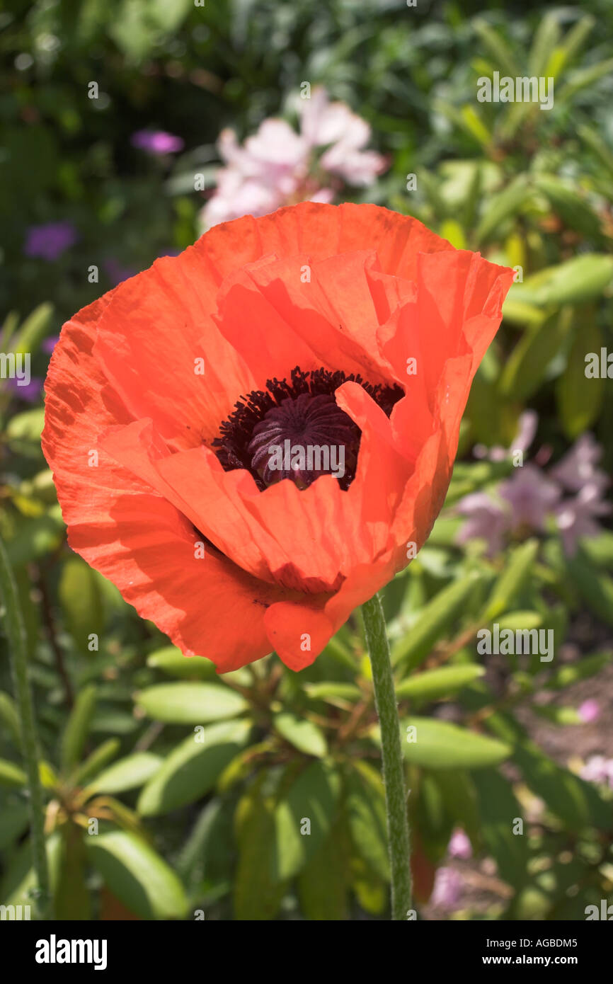 Allegro Poppy High Resolution Stock Photography and Images - Alamy