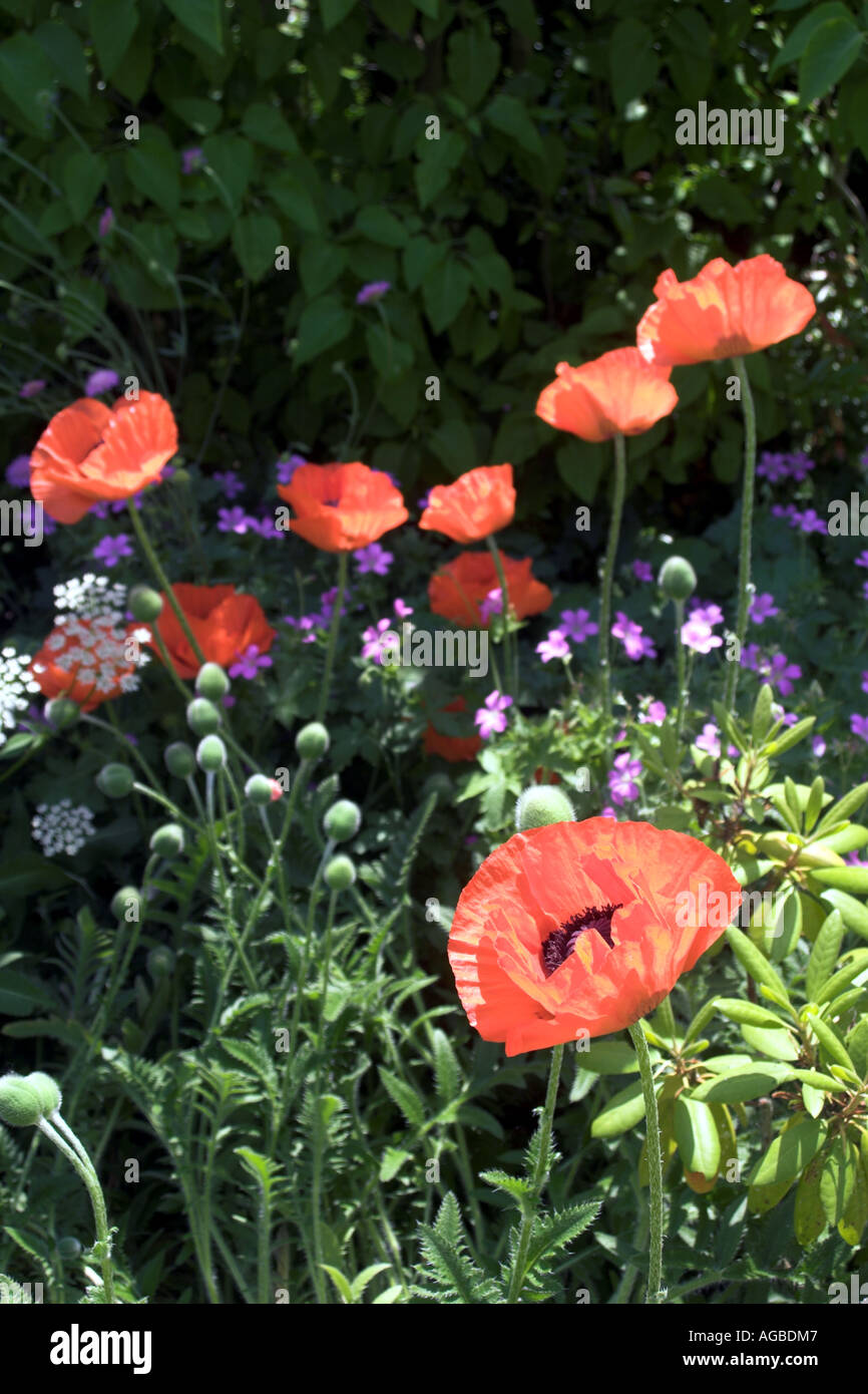 Allegro Poppy High Resolution Stock Photography and Images - Alamy