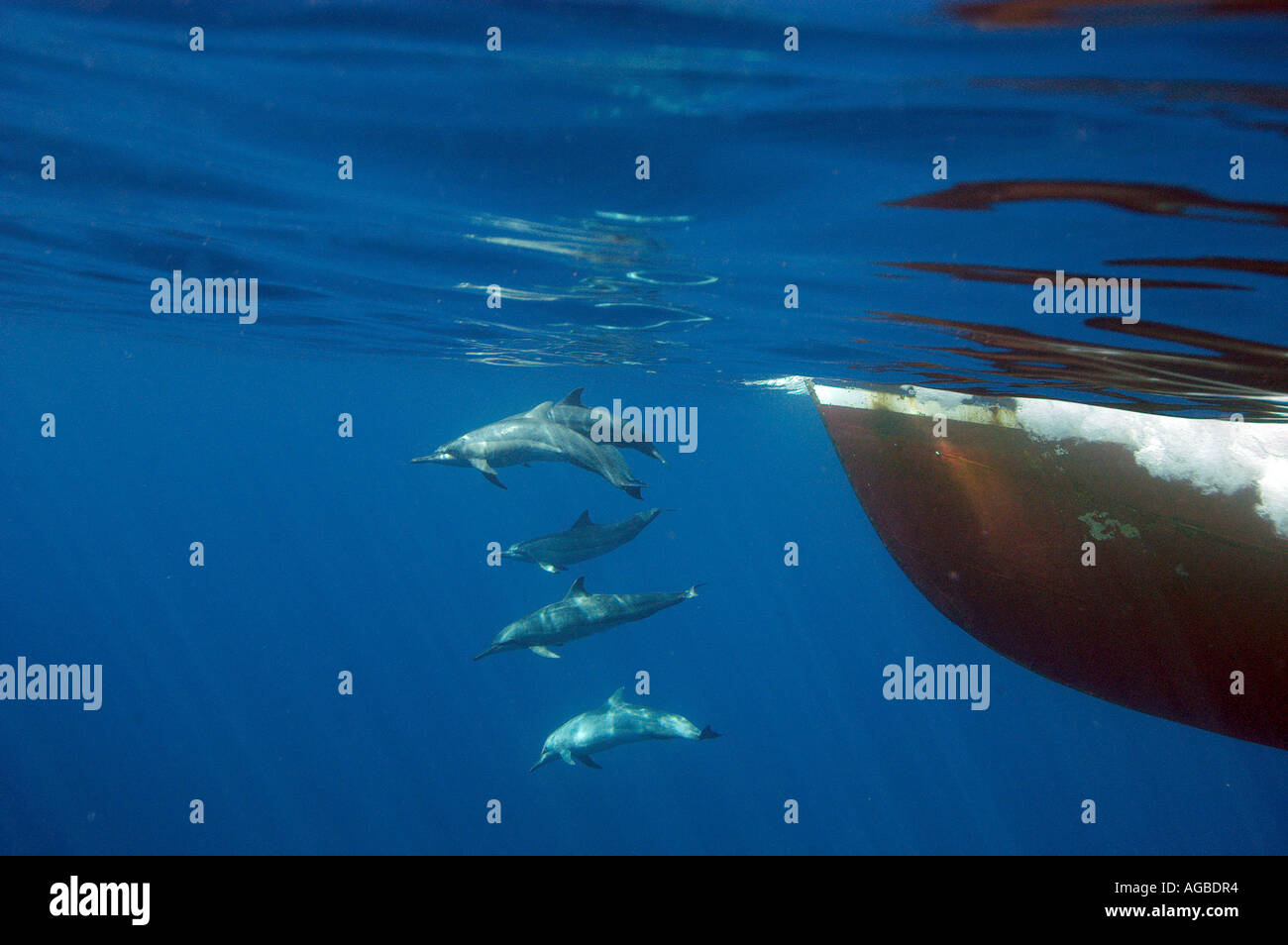 Riding bow wave hi-res stock photography and images - Alamy