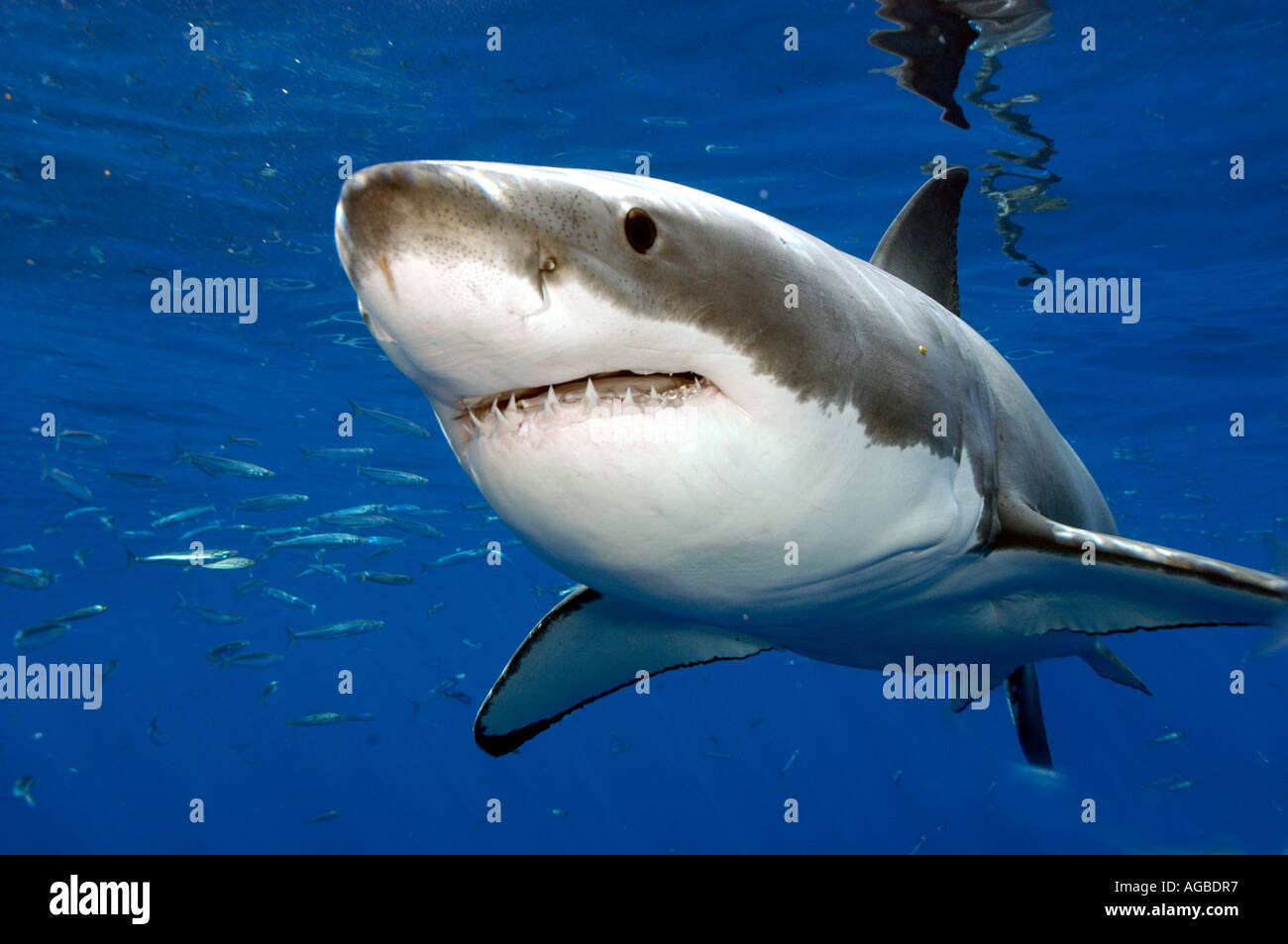 Great White Shark Frontal View High Resolution Stock Photography and ...