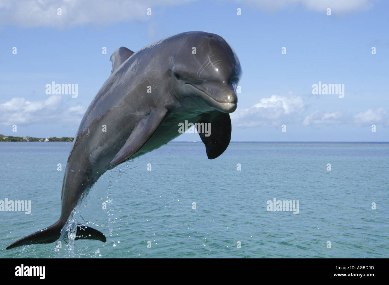 Dolphin leaps hi-res stock photography and images - Alamy