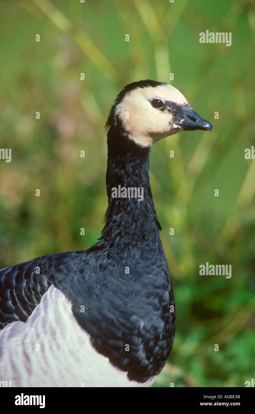 Face head gander hi-res stock photography and images - Alamy