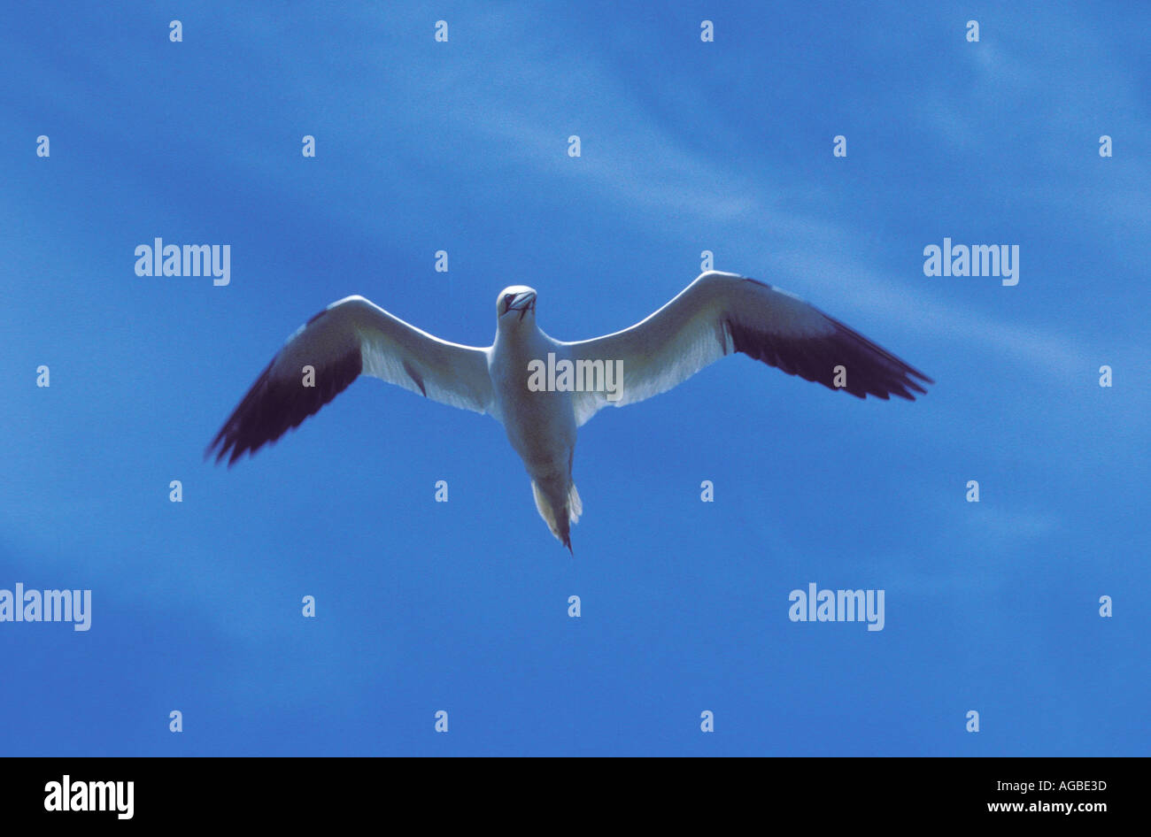 Beautiful streamlined bird hi-res stock photography and images - Alamy