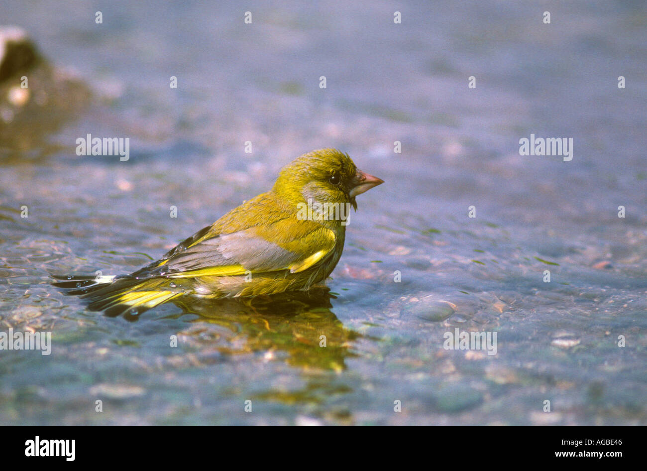 Male Greenfinch bathing in puddle Stock Photo - Alamy