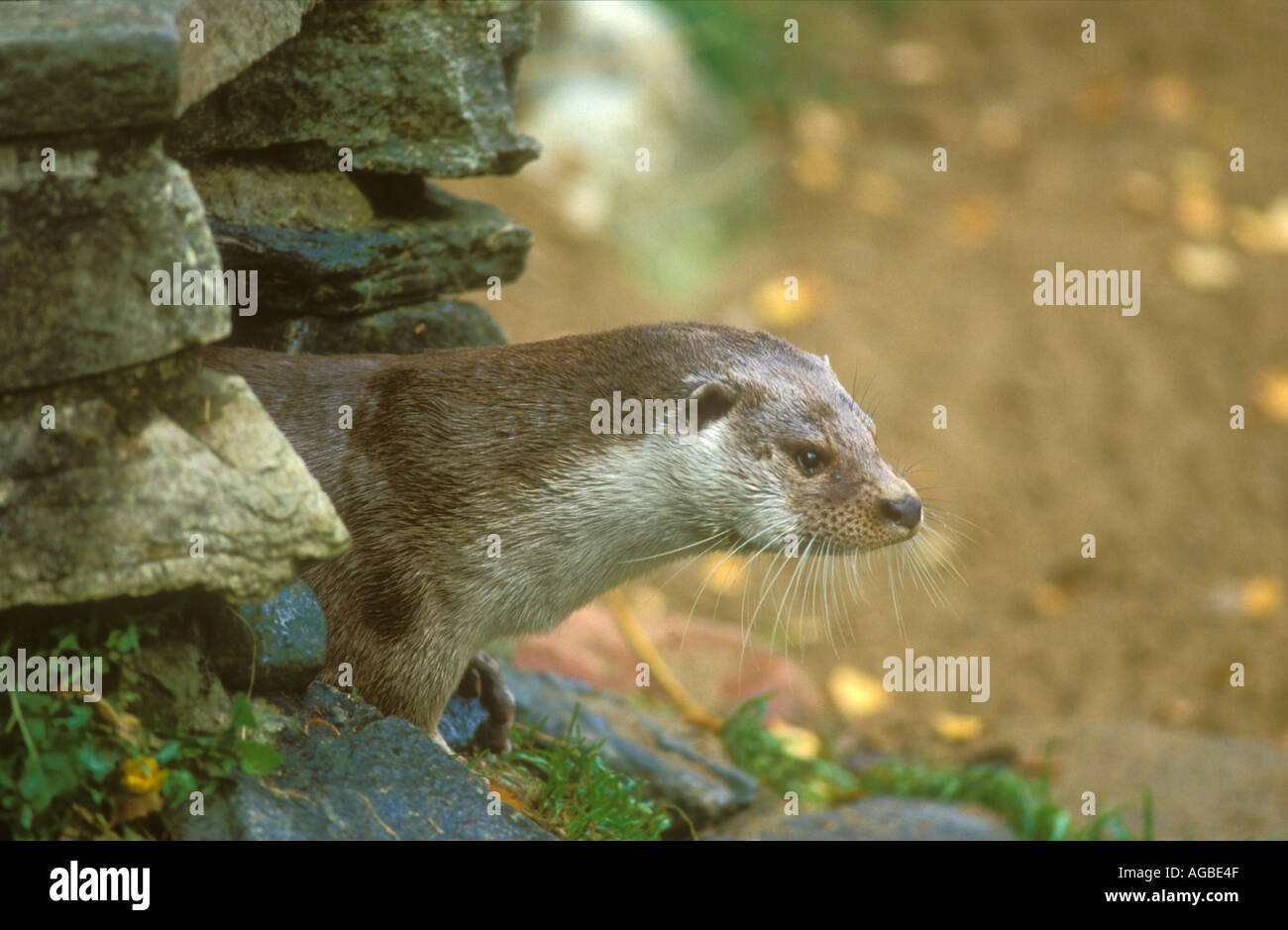Otter emerging from Holt Stock Photo - Alamy