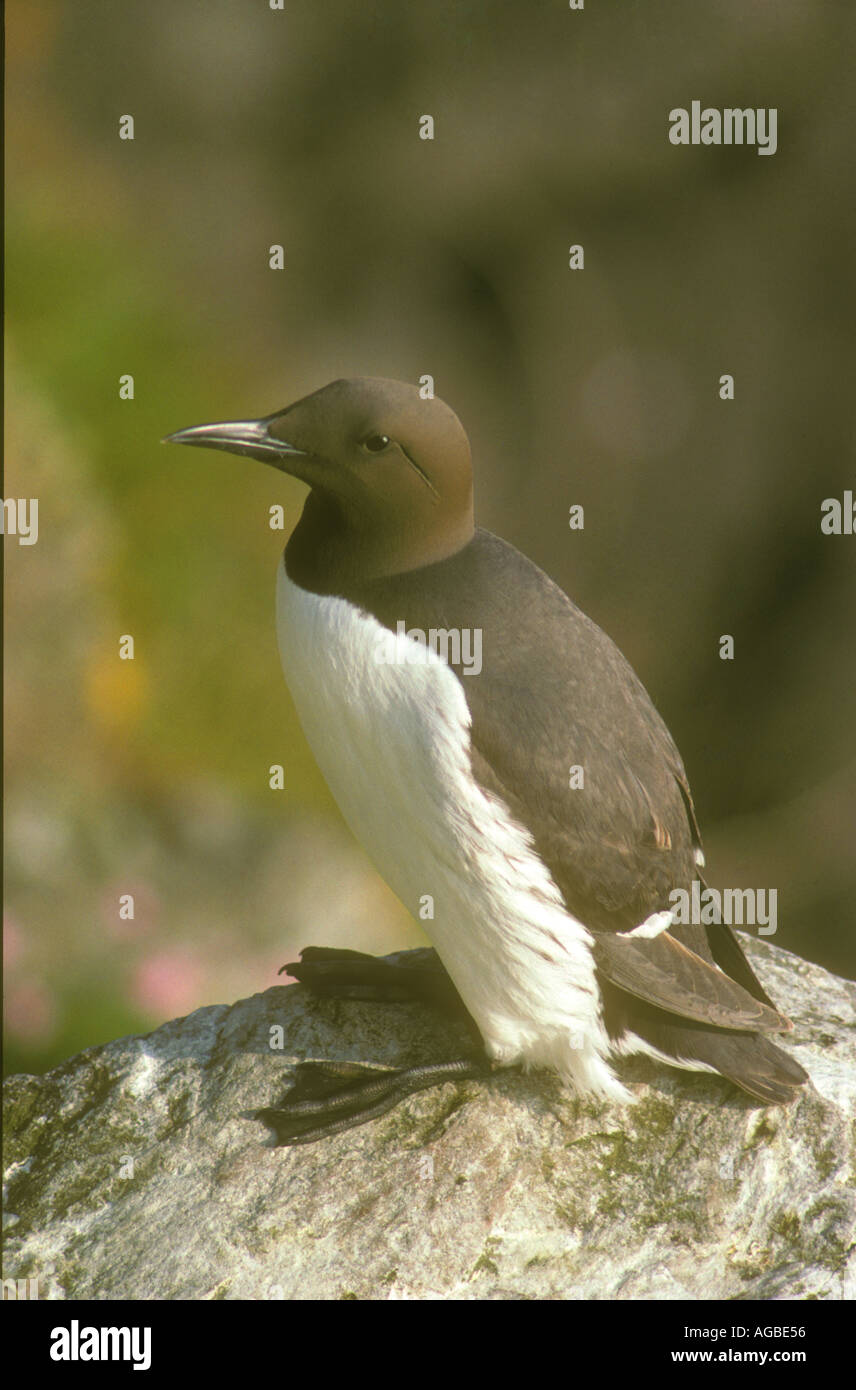 Guillemot on rock nest ledge Stock Photo - Alamy