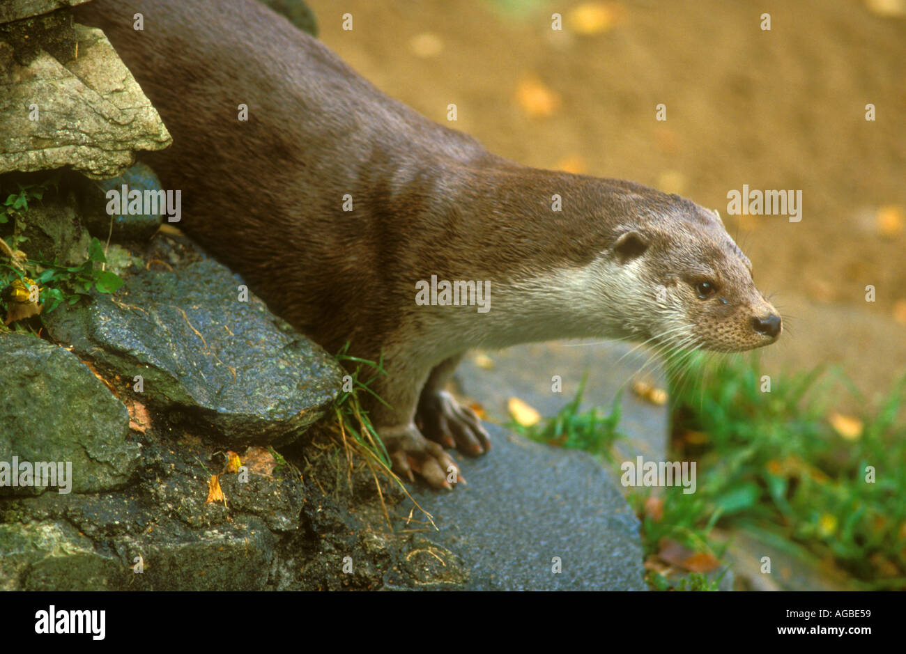 Otter a classic portrait Stock Photo - Alamy