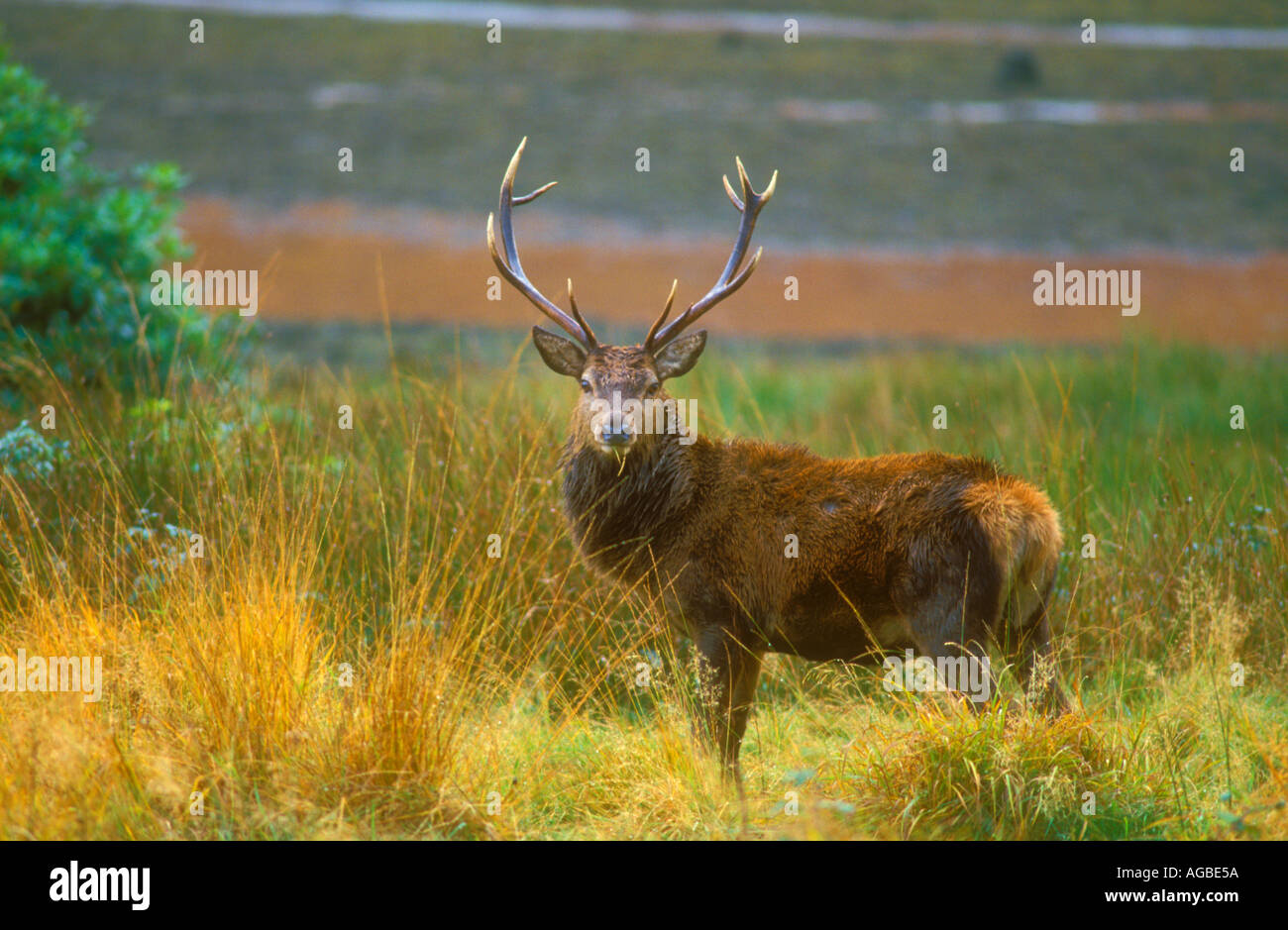 Red Deer Stag on Scottish mountain side during rut Stock Photo - Alamy