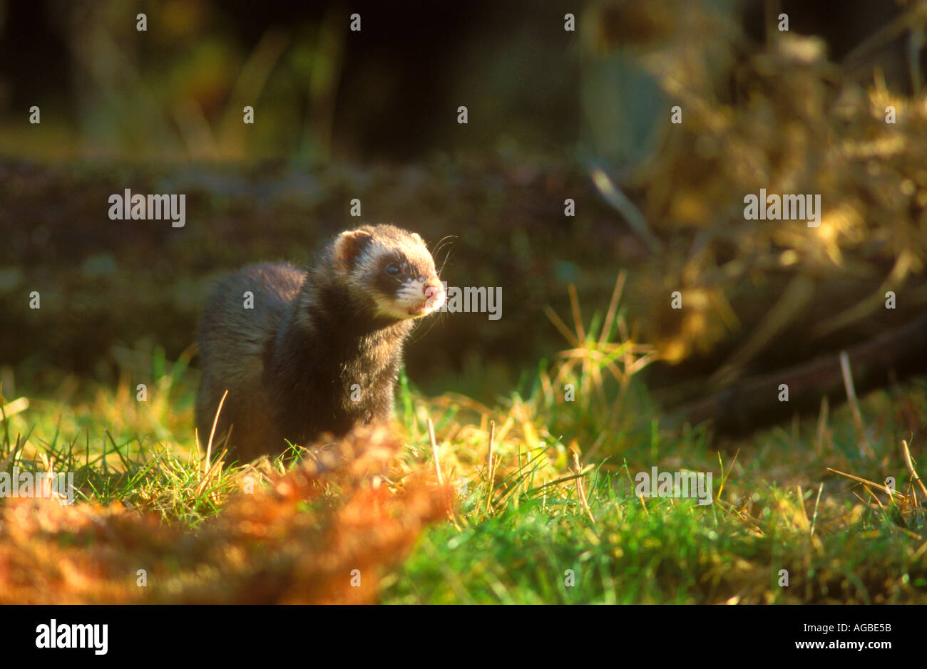 Polecat in wales uk hi-res stock photography and images - Alamy