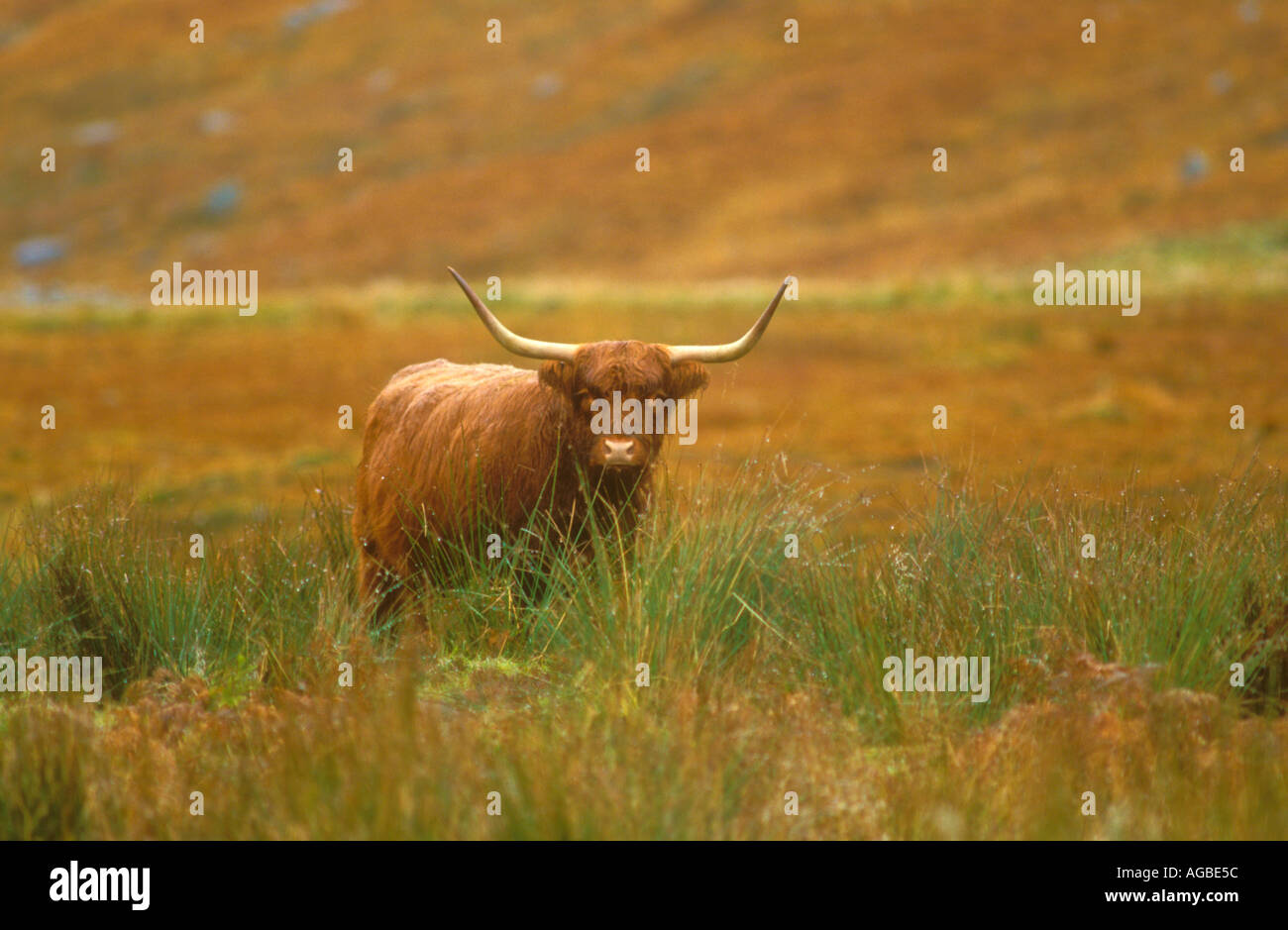 Scottish Highland Cow in autumn valley Stock Photo - Alamy