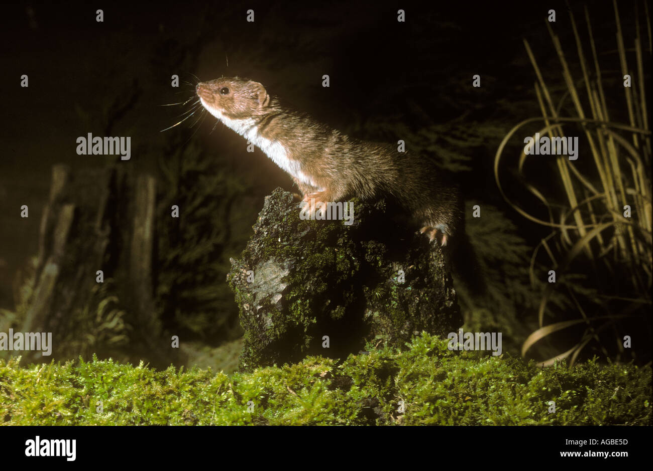 Graceful weasel hi-res stock photography and images - Alamy