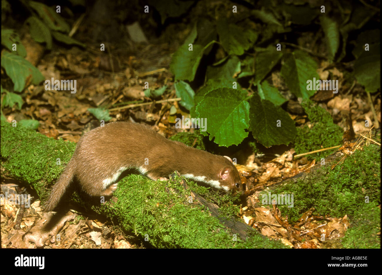 Weasel mustela nivalis alert hi-res stock photography and images - Alamy