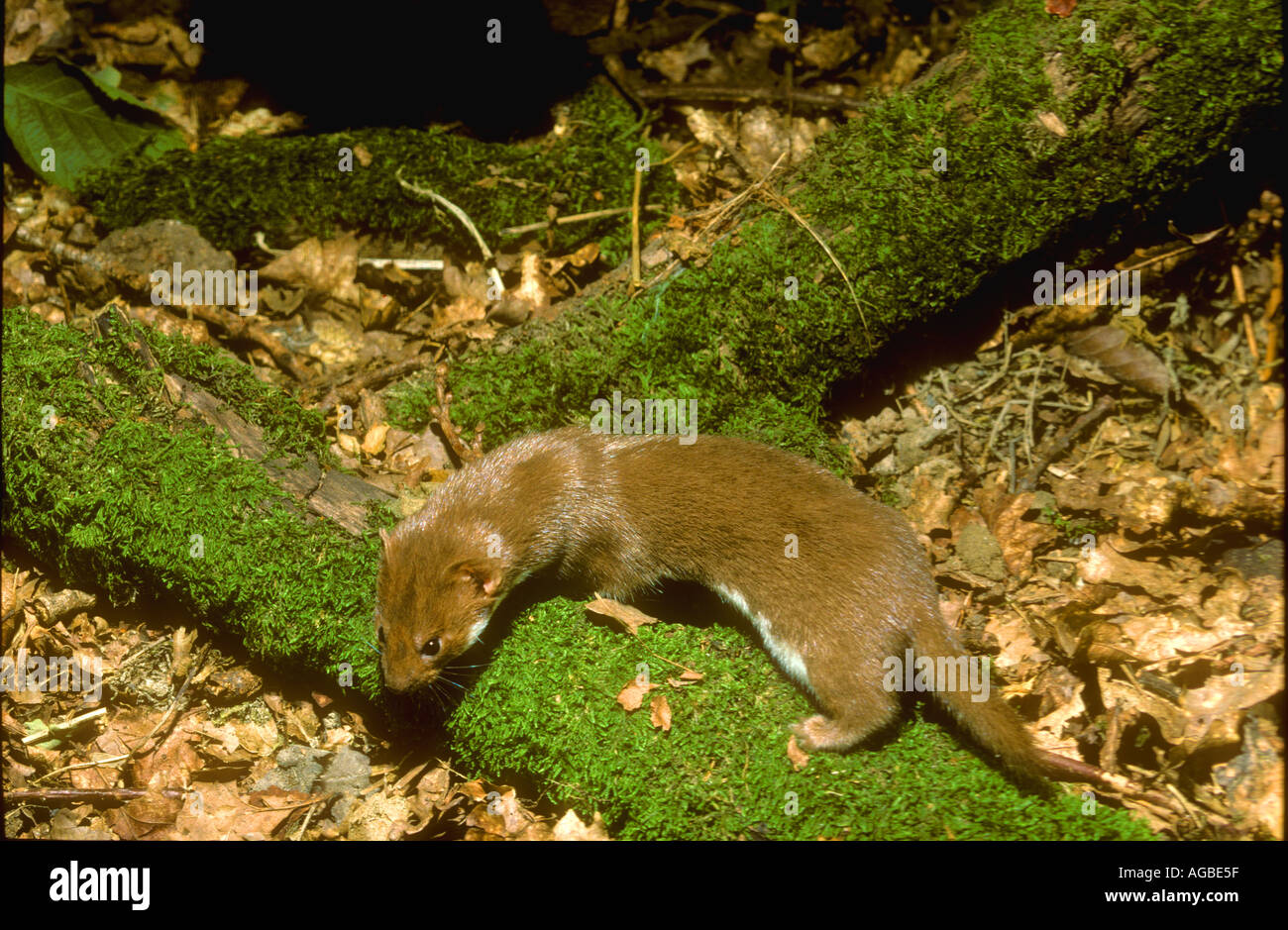 Graceful weasel hi-res stock photography and images - Alamy