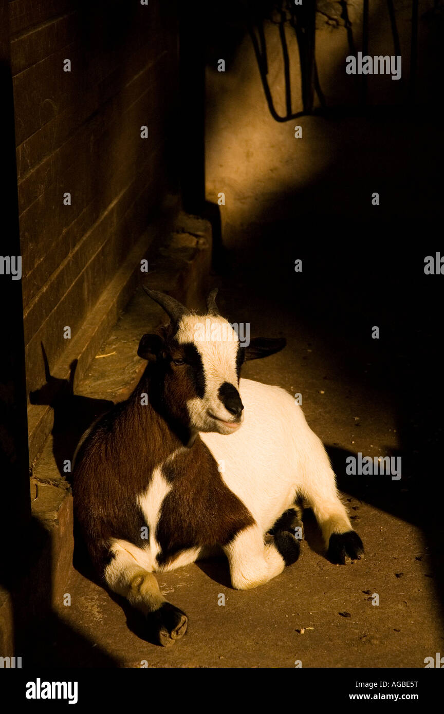 White goat lying rest hi-res stock photography and images - Alamy