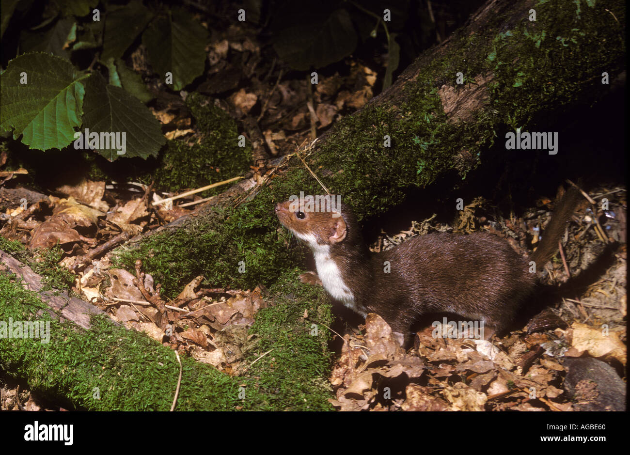 Graceful weasel hi-res stock photography and images - Alamy