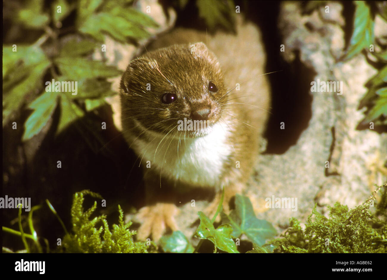 Weasel close up on head Stock Photo - Alamy
