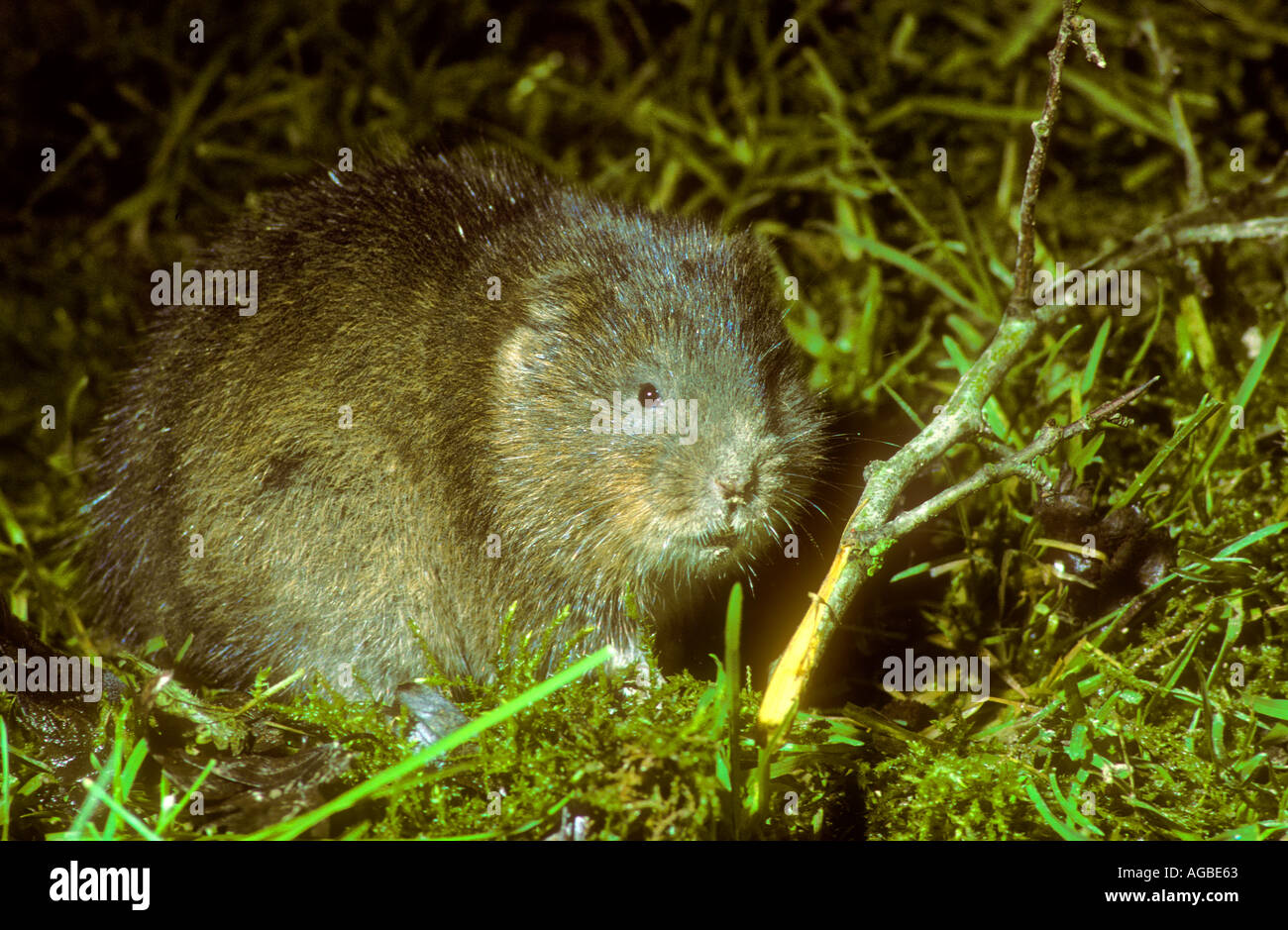 Water Vole on river bank Stock Photo - Alamy