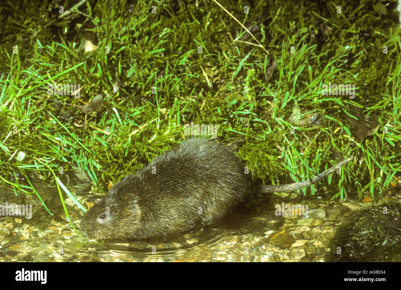 Water Vole in water Stock Photo - Alamy