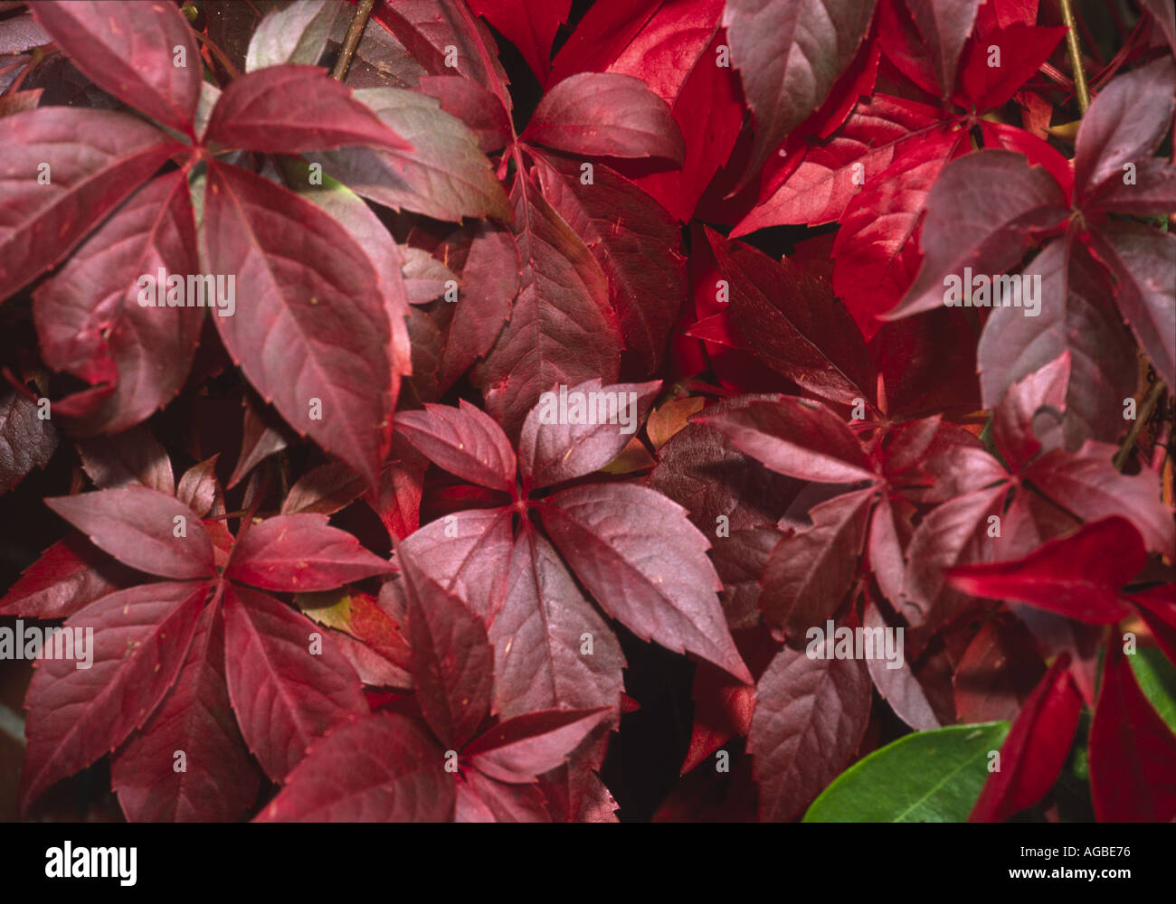 Rampant creeper hi-res stock photography and images - Alamy