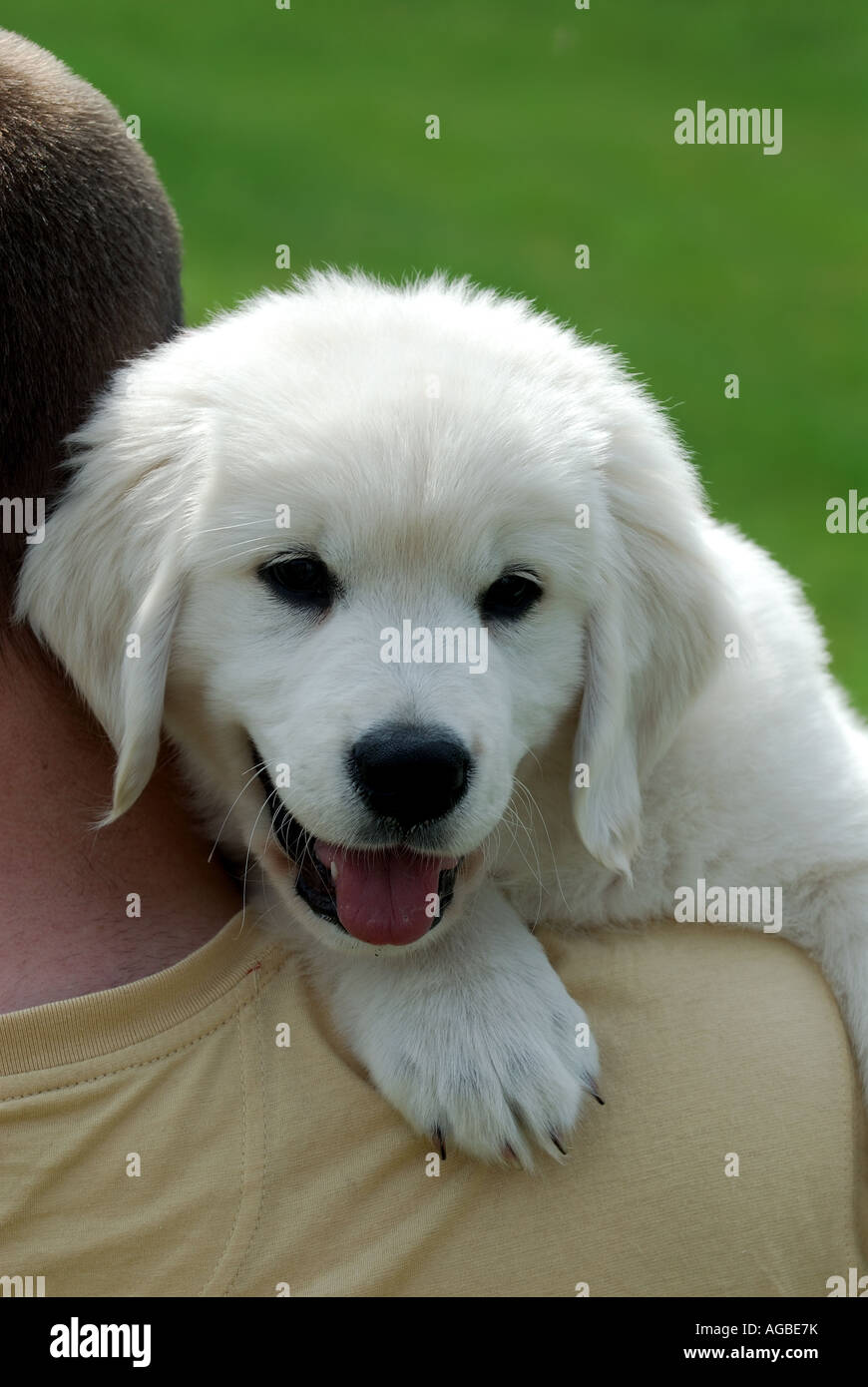 Man Holding His White Retriever Puppy On His Shoulder Stock Photo - Alamy