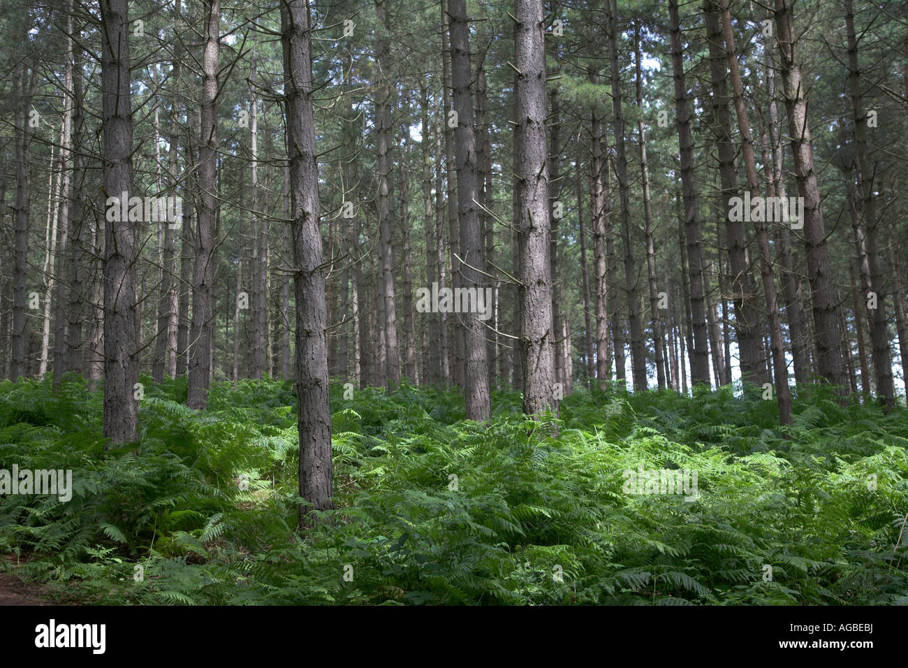 Conifers coniferous trees hi-res stock photography and images - Alamy