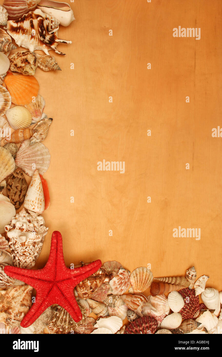 A frame out of shells incl a starfish Stock Photo - Alamy