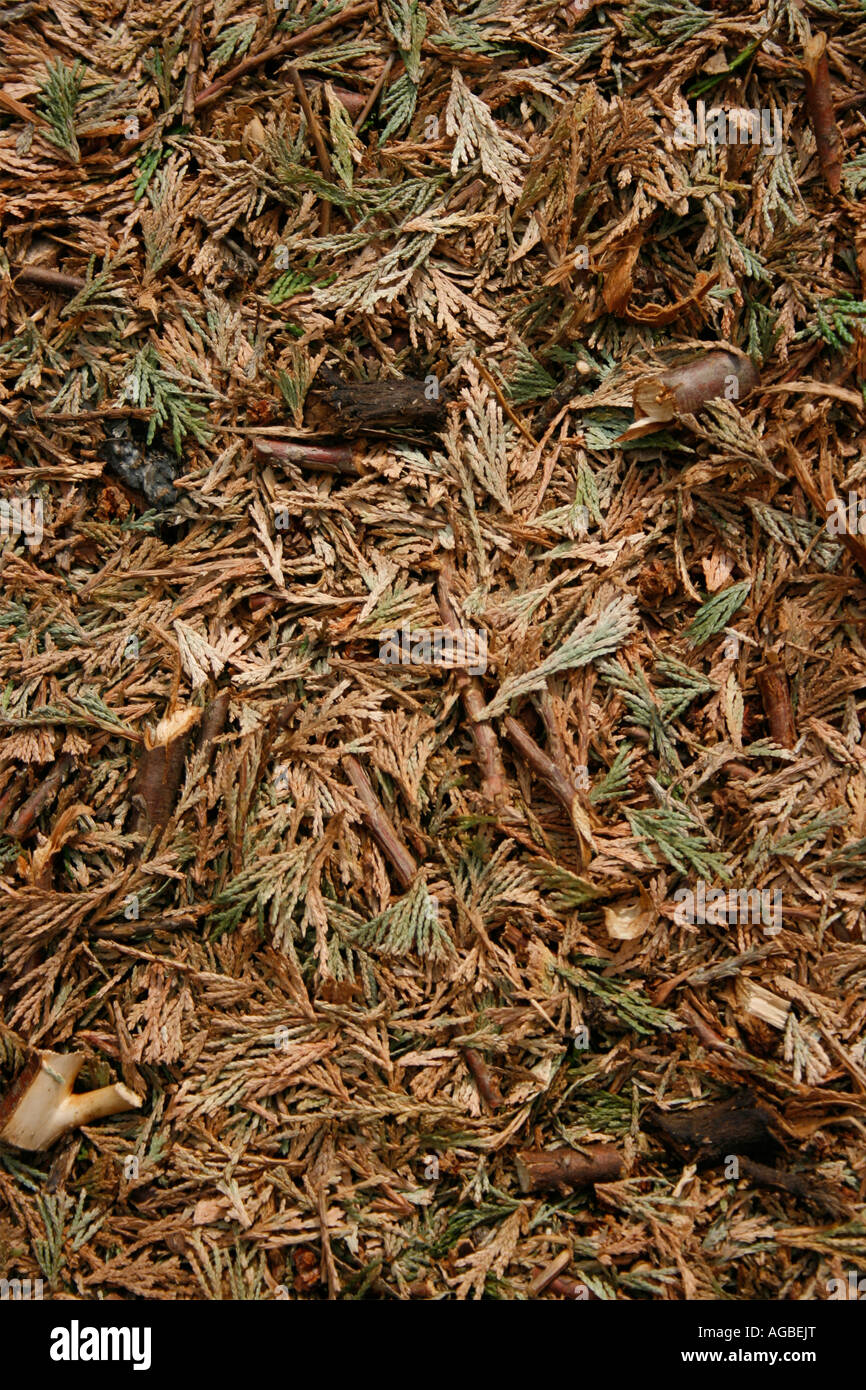 Leaf Litter in a Surrey Garden Stock Photo - Alamy