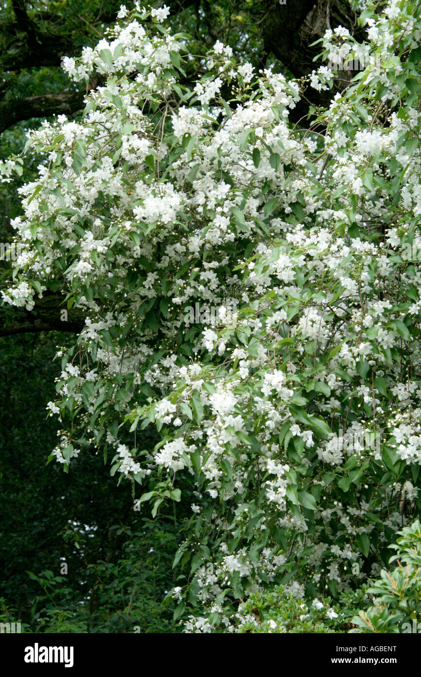 Hoheria hi-res stock photography and images - Alamy