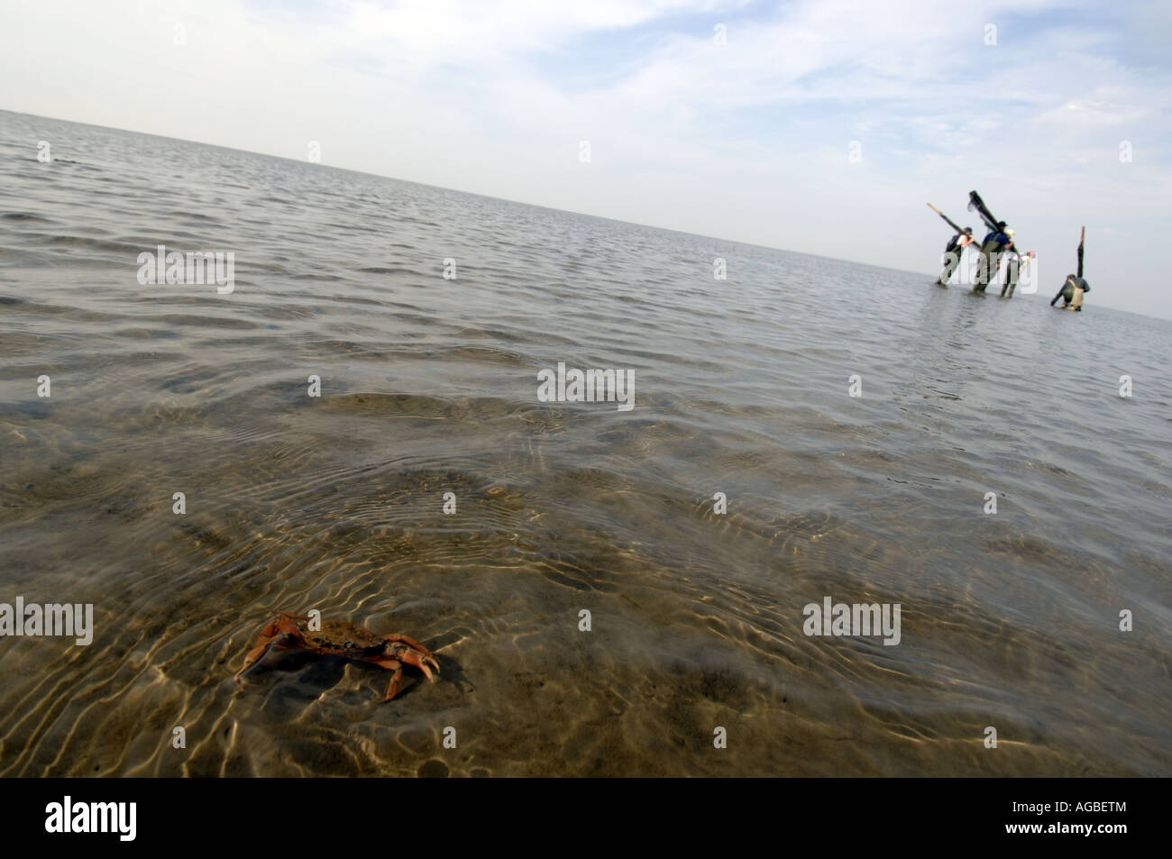 Denmark Ribe group engaging in the traditional activity of tidal ...