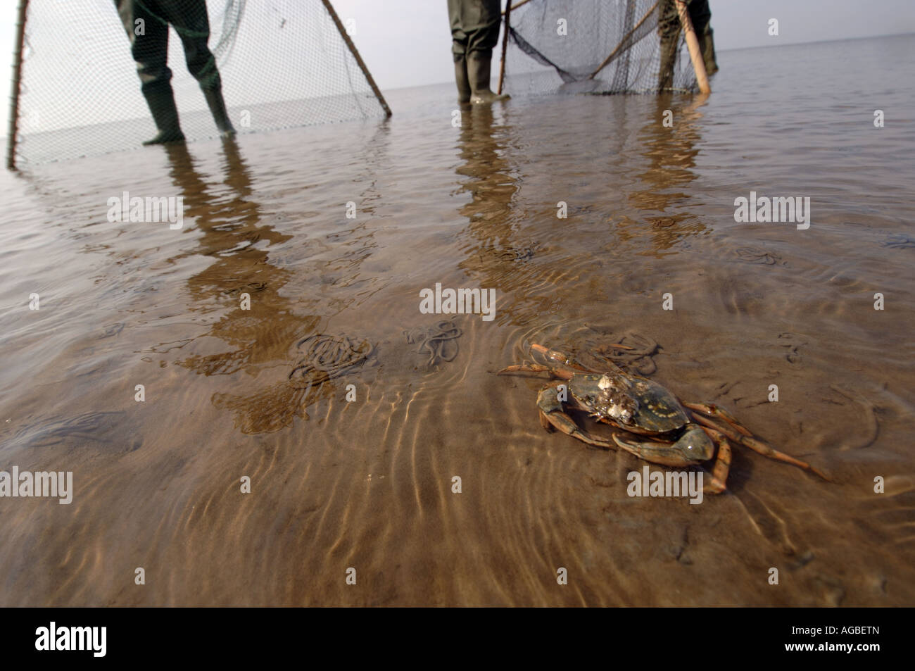 Denmark Ribe group engaging in the traditional activity of tidal ...