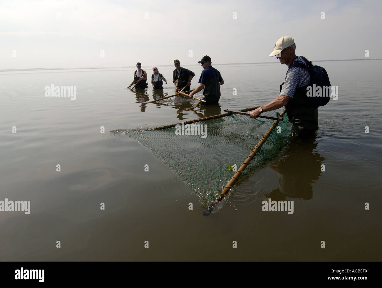 Denmark Ribe group engaging in the traditional activity of tidal ...