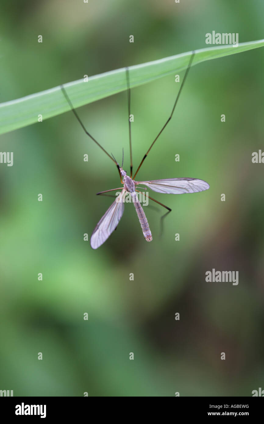 Cranefly (Daddy Long-legs) Tipula maxima hanging from a reed leaf ...
