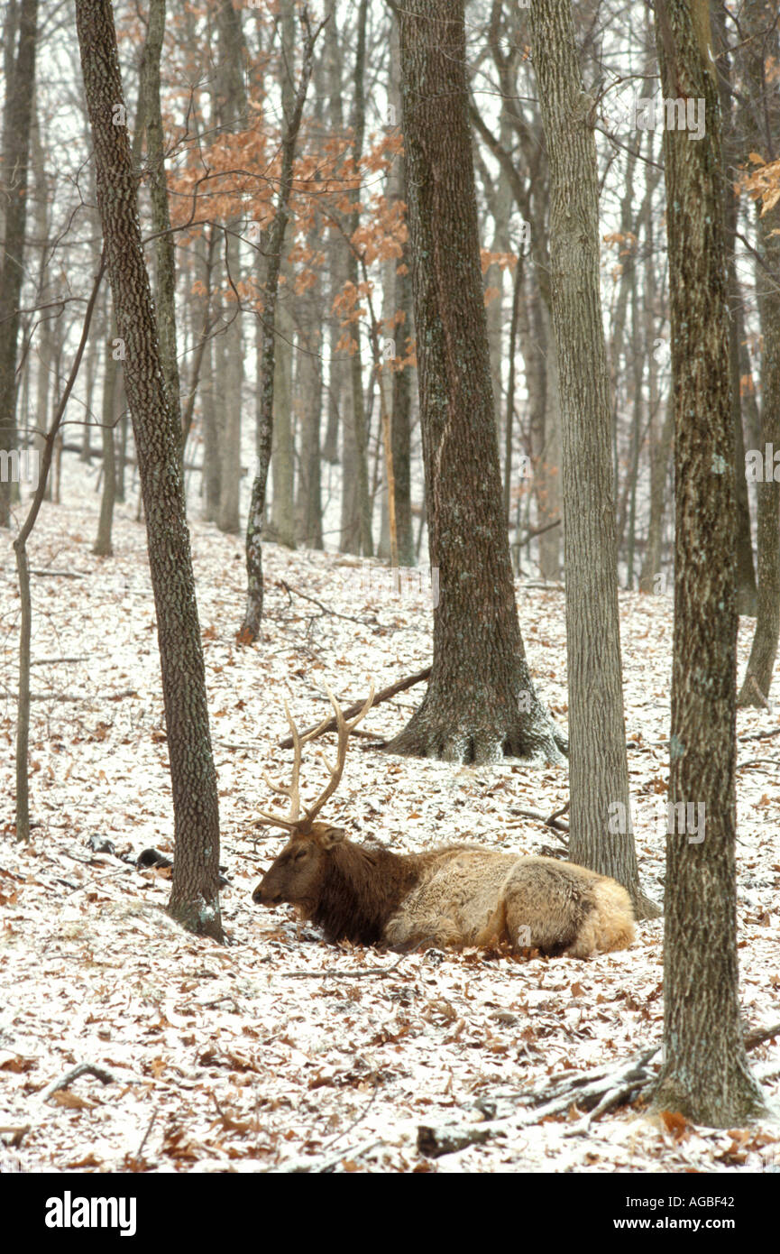 Elk in a forest hi-res stock photography and images - Alamy