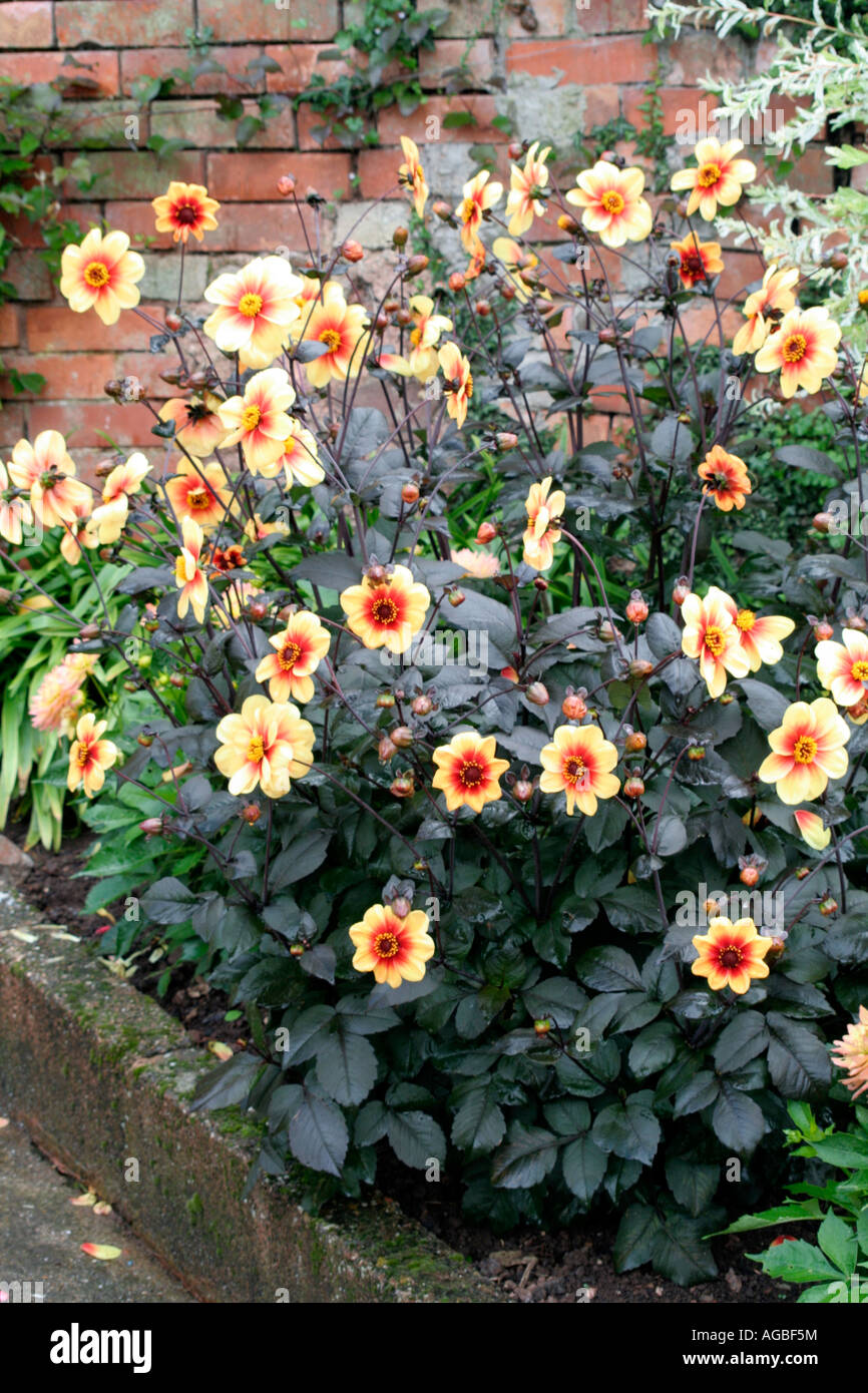 Dahlia moonfire hi-res stock photography and images - Alamy