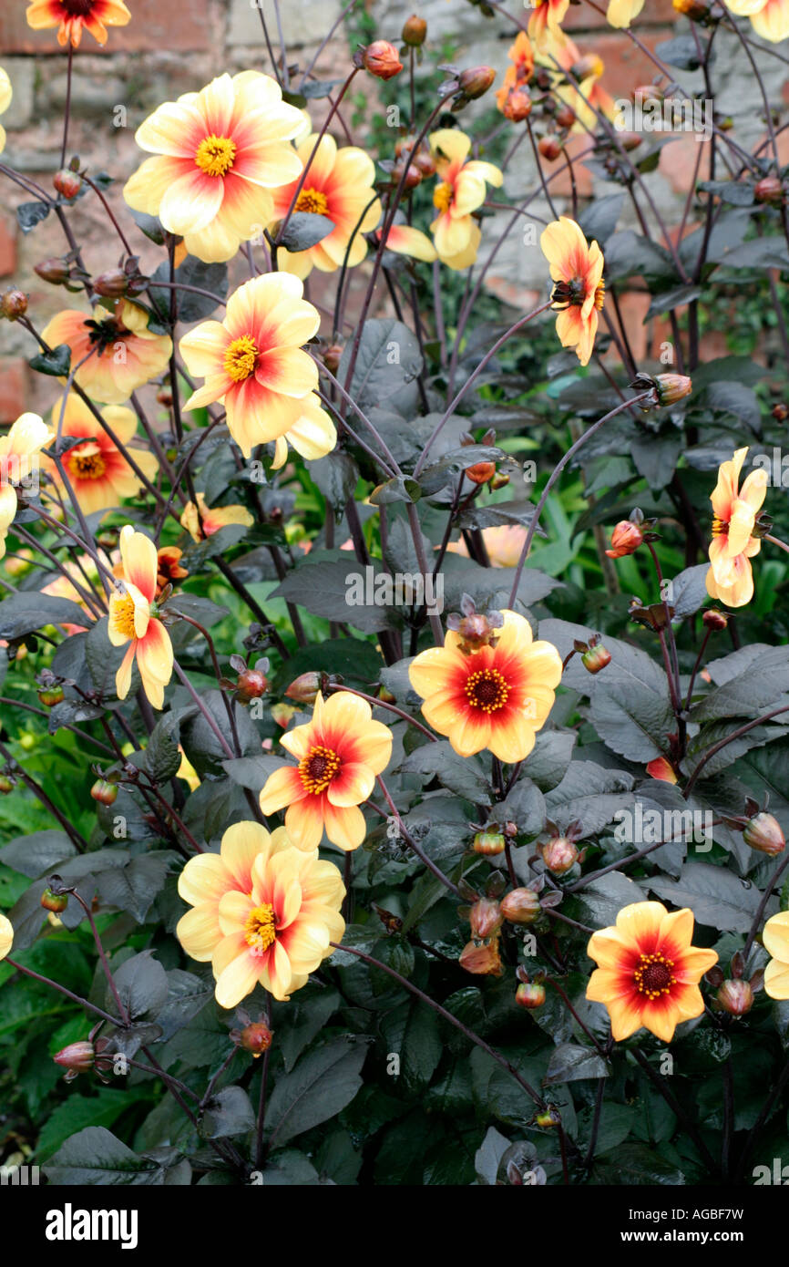 Dahlia moonfire hi-res stock photography and images - Alamy