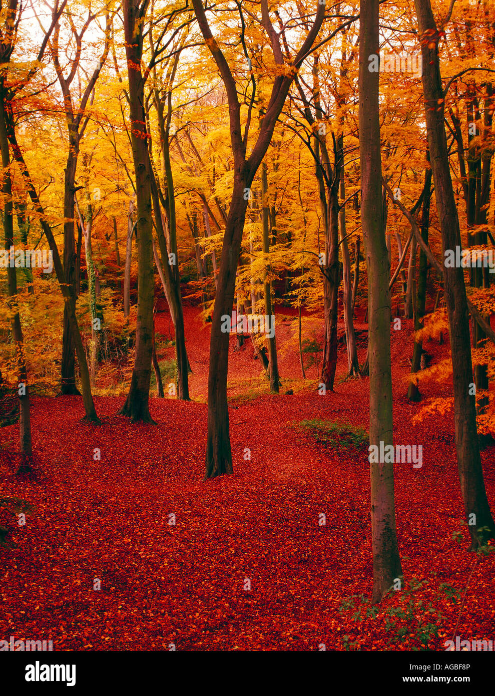 Burnham Beeches Buckinghamshire England UK Stock Photo - Alamy