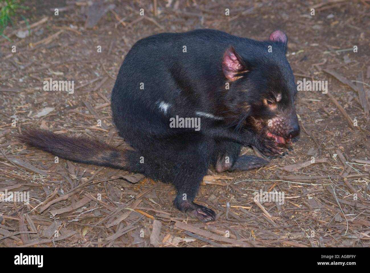 Tasmanian devil eating hi-res stock photography and images - Alamy