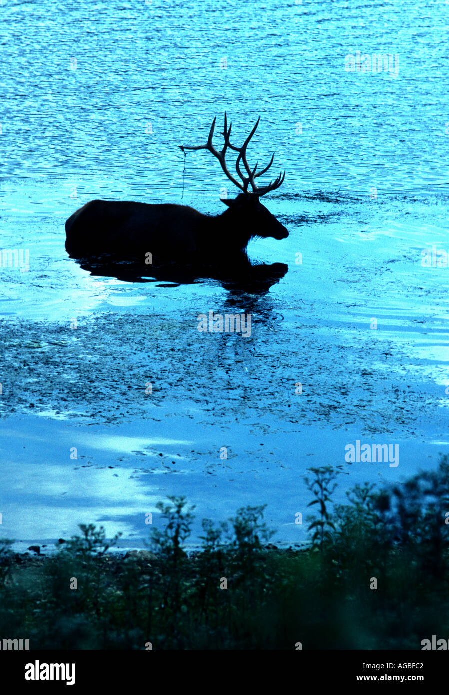 Mammal swimming hi-res stock photography and images - Alamy